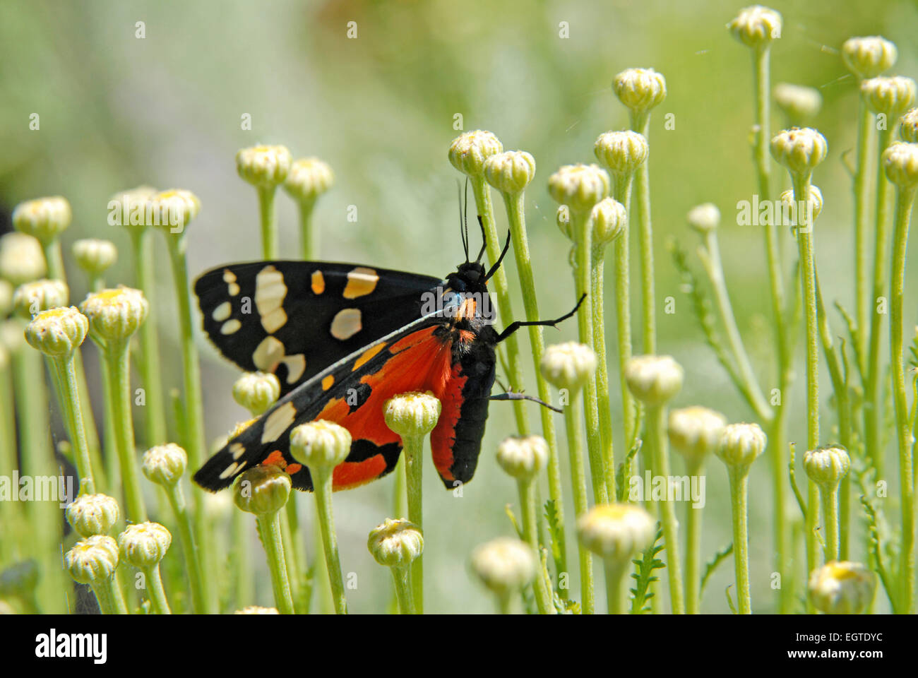 Scarlet Tiger Moth in a Garden in the UK in June Stock Photo - Alamy