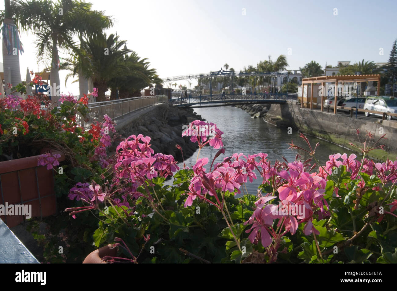porto de morgan gran canaria barranco de mogan pink flowers canary ...
