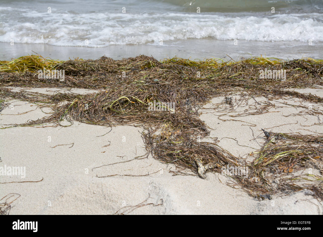 Sandy beach with seaweed, Ahus, Sweden Stock Photo - Alamy