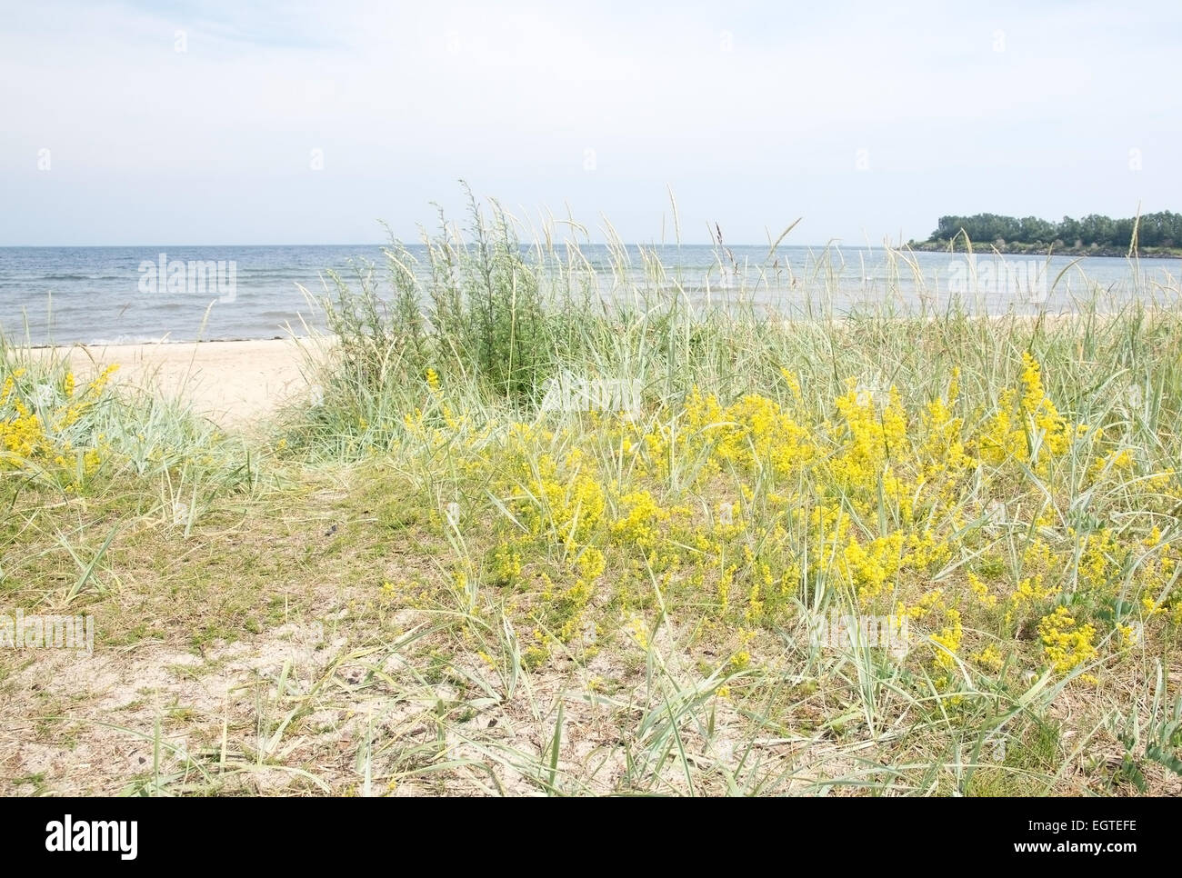 Sandy beach and vegetation, yellow flowers by the Baltic sea in Ahus ...