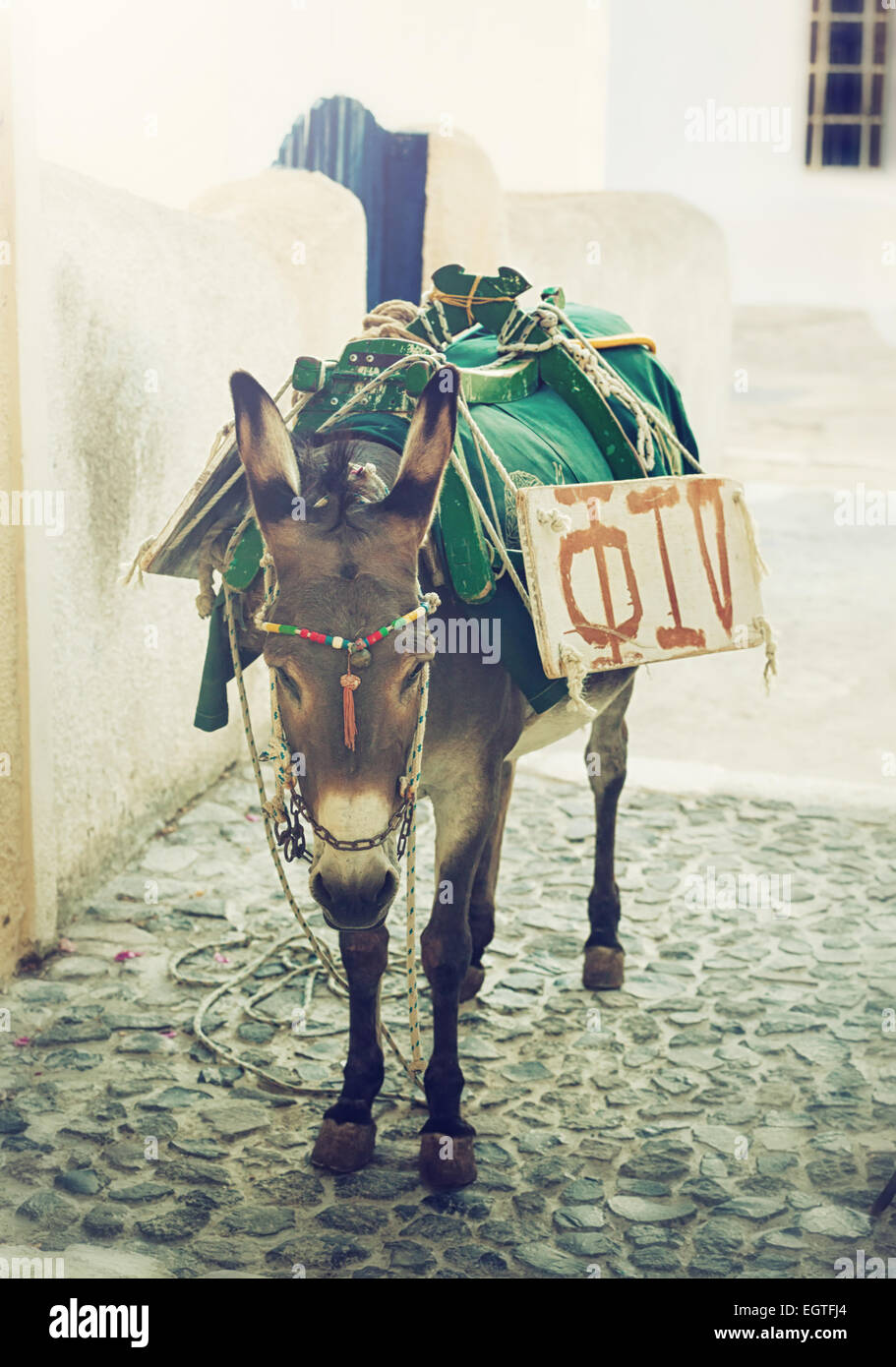 Donkey in the streets of Santorini island, Greece Stock Photo - Alamy