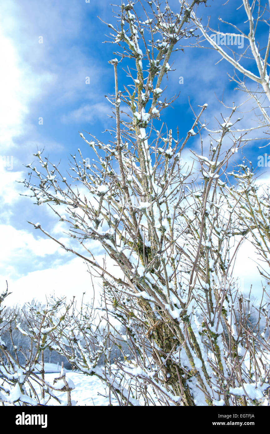 Winter outdoor scene with snow covered trees Stock Photo - Alamy