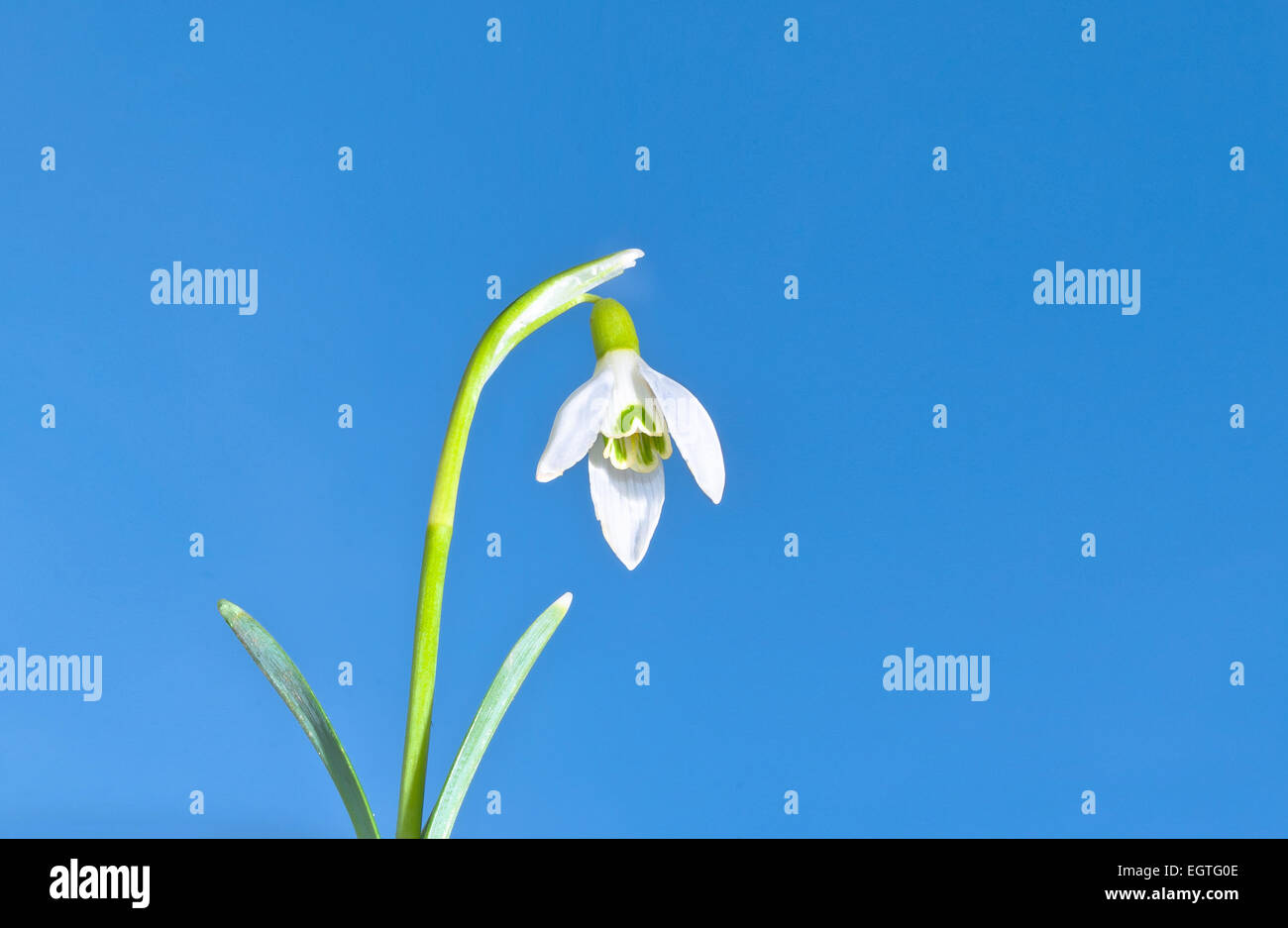Blue snowdrop hi-res stock photography and images - Alamy