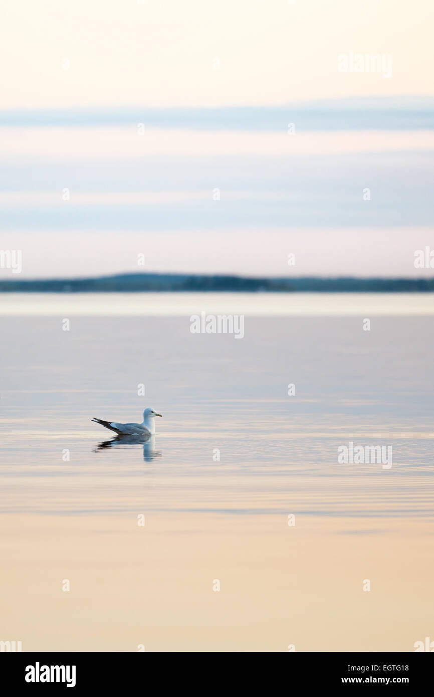 Gull on the lake Stock Photo - Alamy