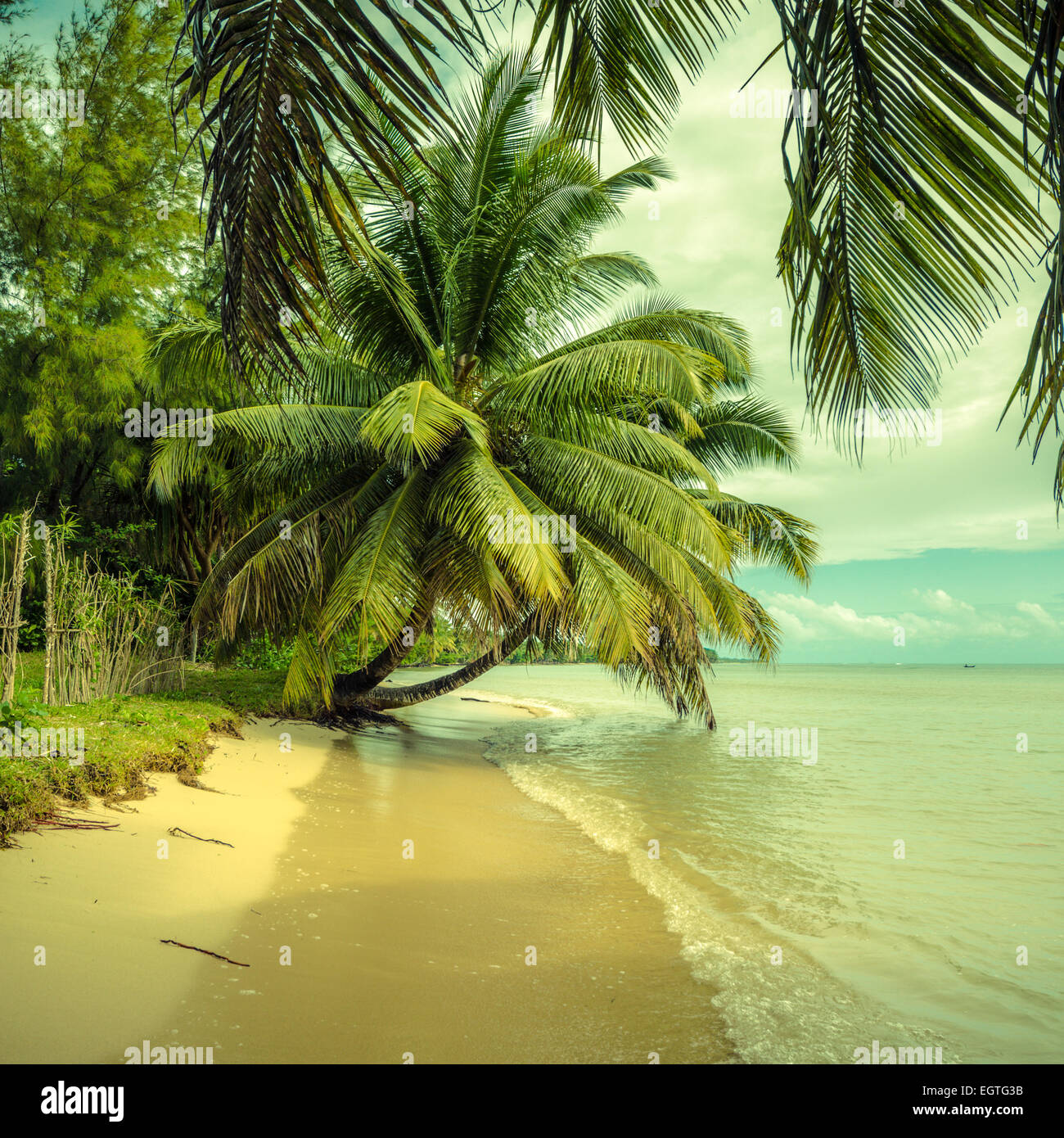 Tropical island tree hi-res stock photography and images - Alamy