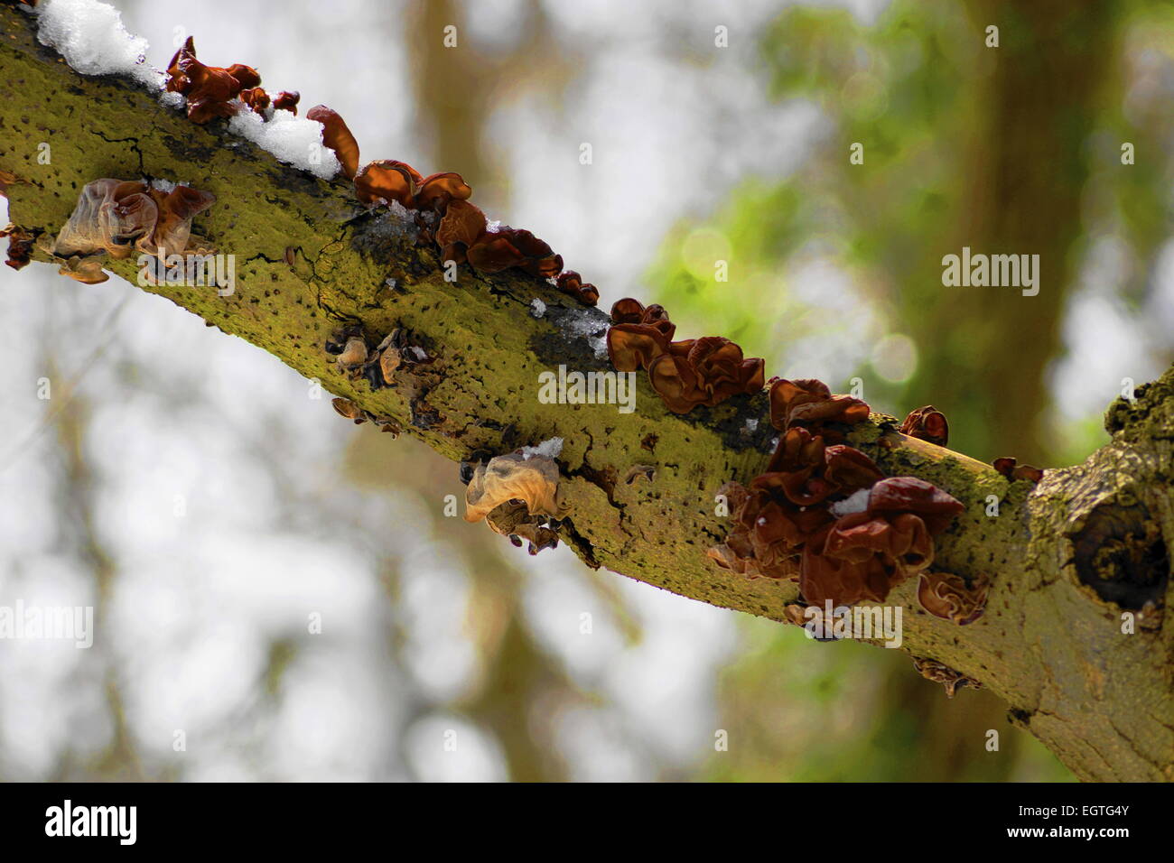 Snow fungus tree hi-res stock photography and images - Alamy