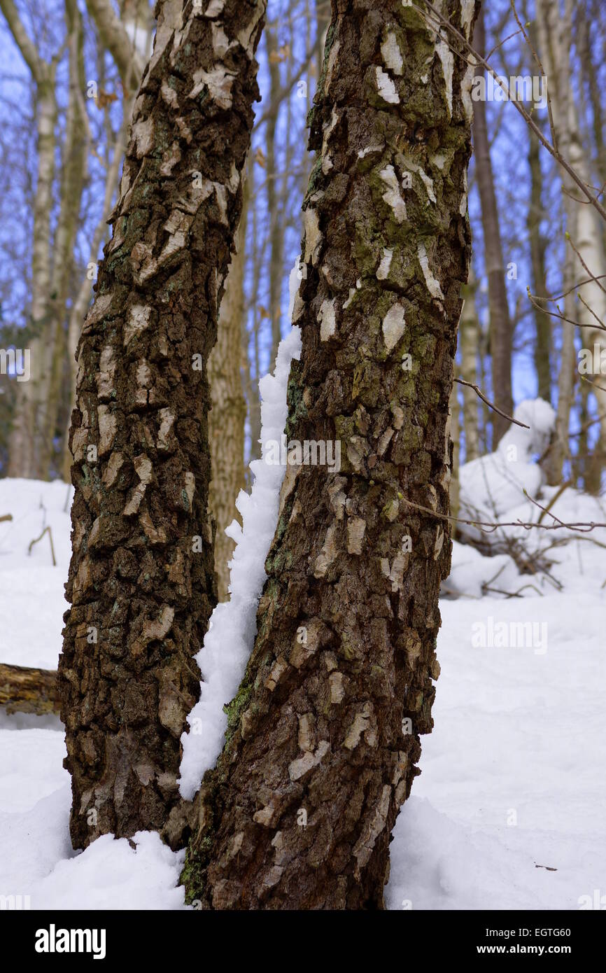 Old silver birch(?) tree with unusually chunky bark in winter woodland ...