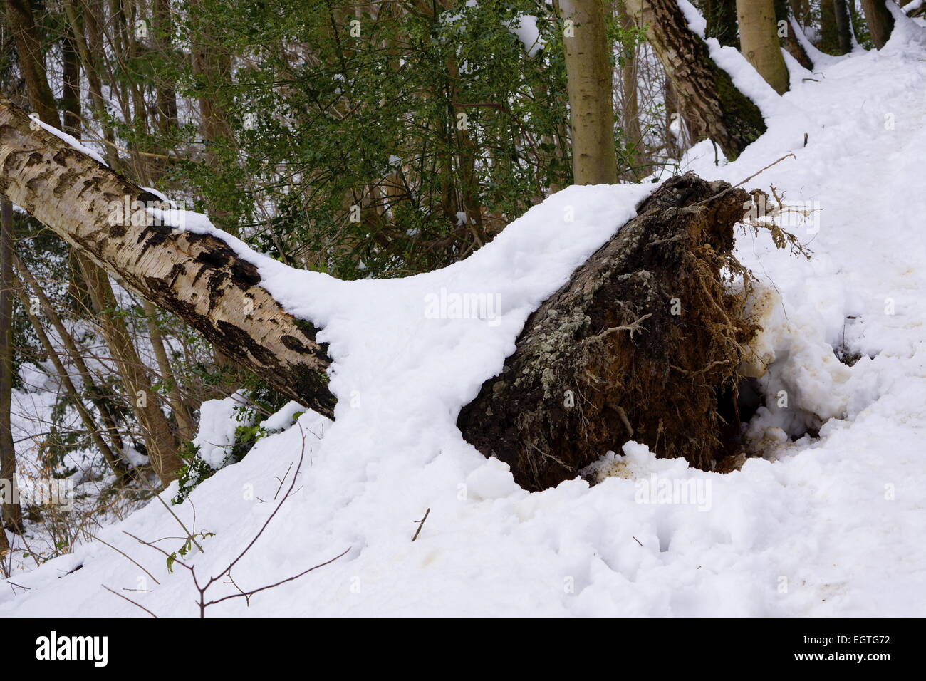 Fallen birch tree hi-res stock photography and images - Alamy