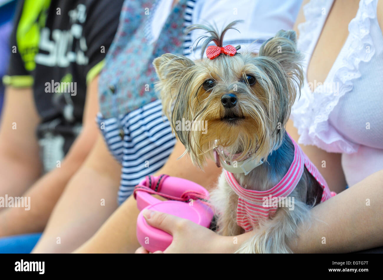 Yorkshire terrier sand beach hi-res stock photography and images - Alamy