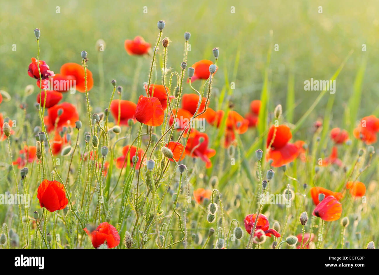 red poppy field at the sunset Stock Photo - Alamy