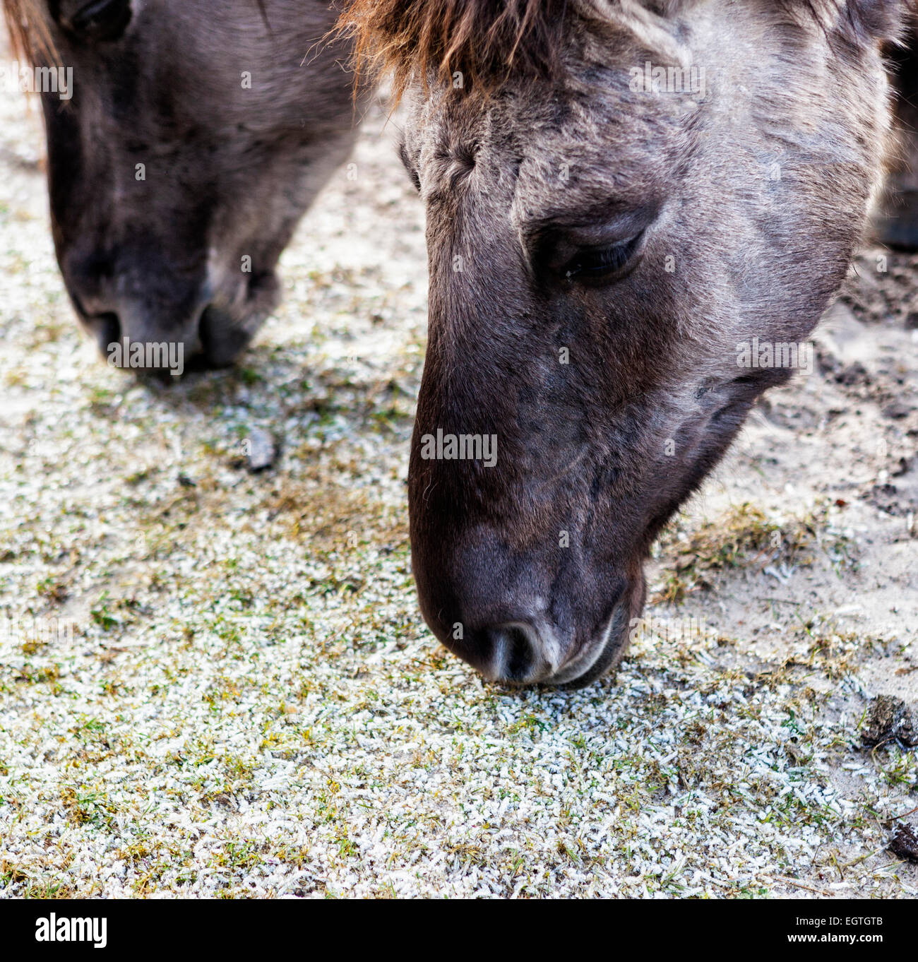 Gross horses hi-res stock photography and images - Alamy