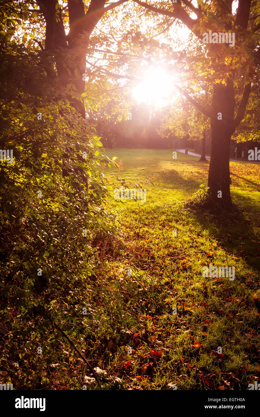 Sun Through Trees at Sunset Stock Photo - Alamy
