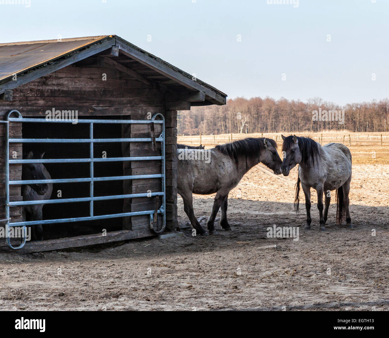 Germany, Schorfheide Game Reserve, Wildpark Schorfheide, Wild park ...