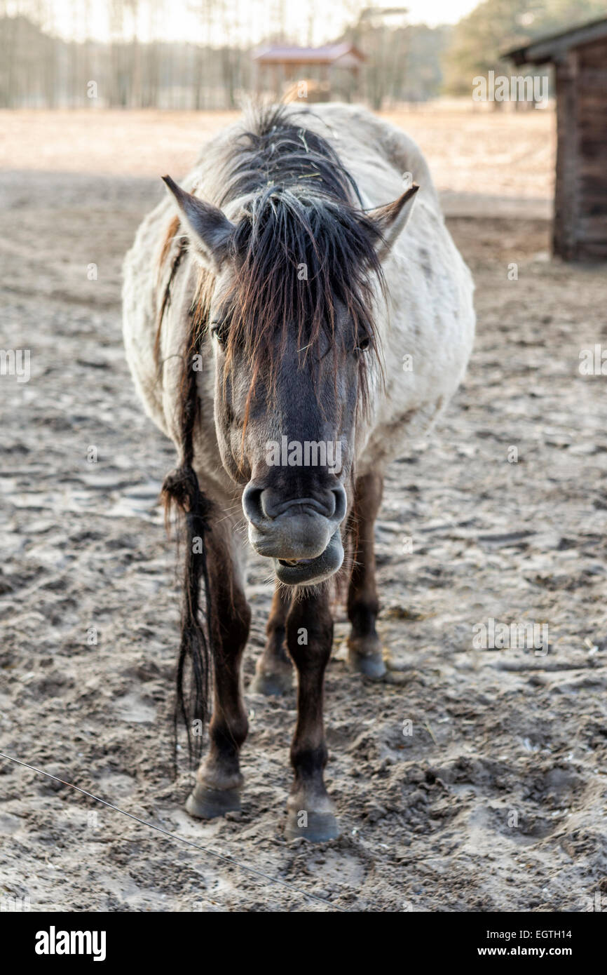 Panje hi-res stock photography and images - Alamy