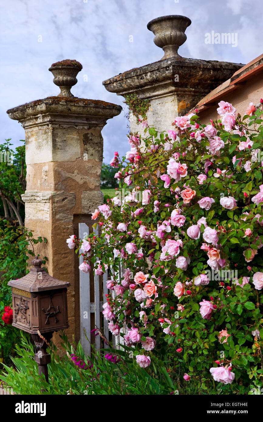 Rosebud and letter box in a charming garden Stock Photo - Alamy