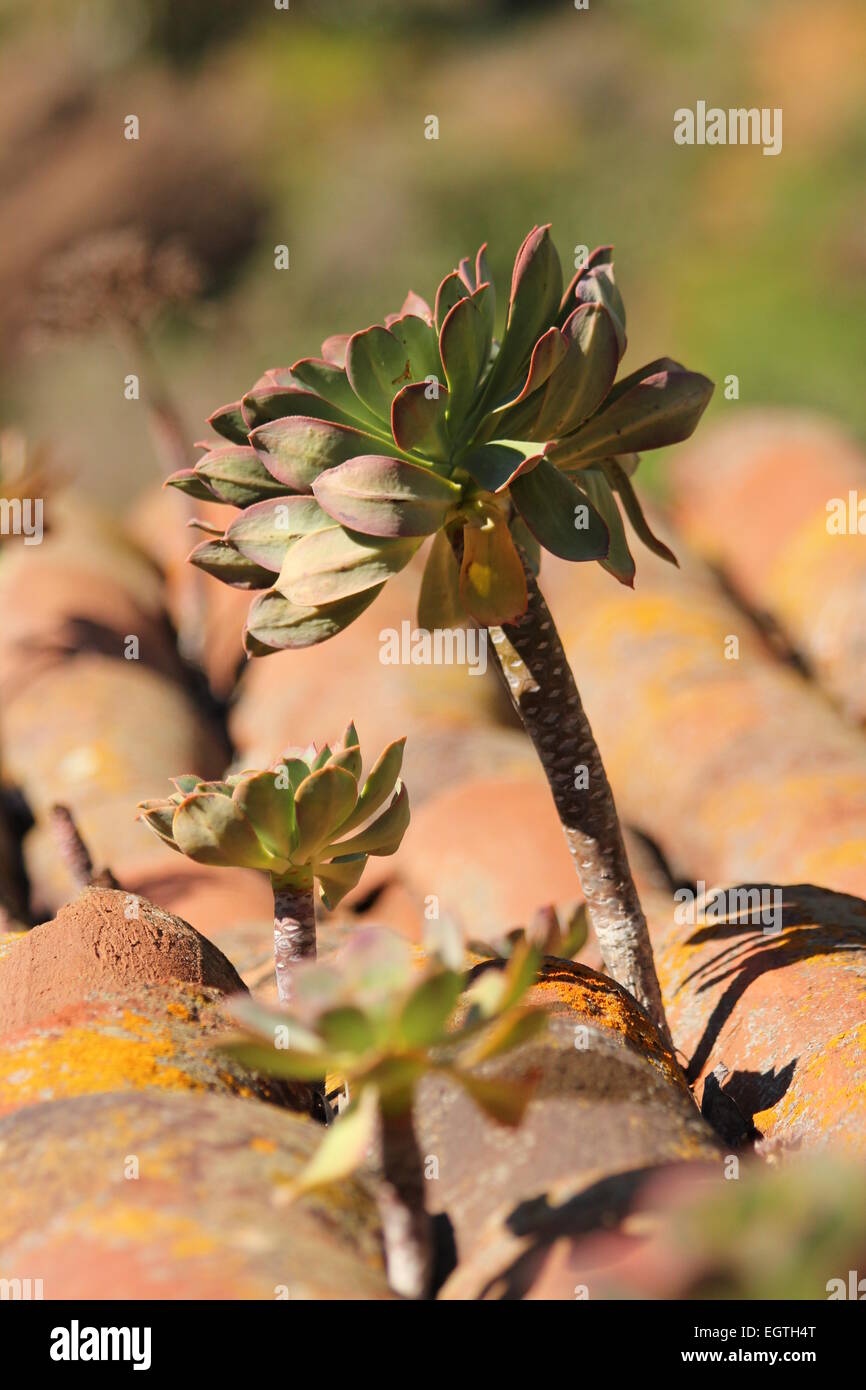 Aeonium arboreum - Tree Aeonium Teneriefe on teracotta roof tiles ...