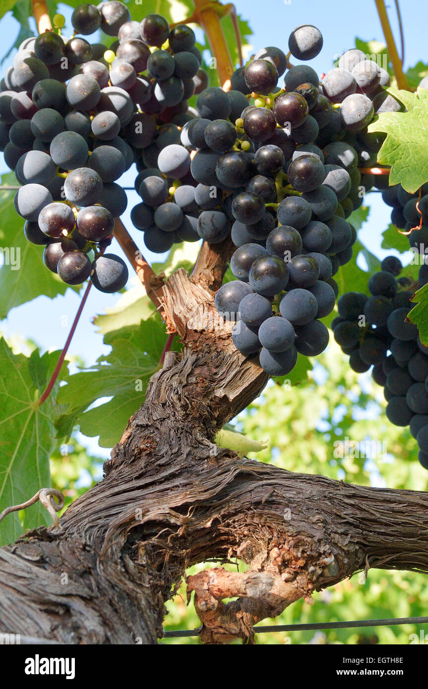 Pinotage Grapes on the Vine Stock Photo - Alamy