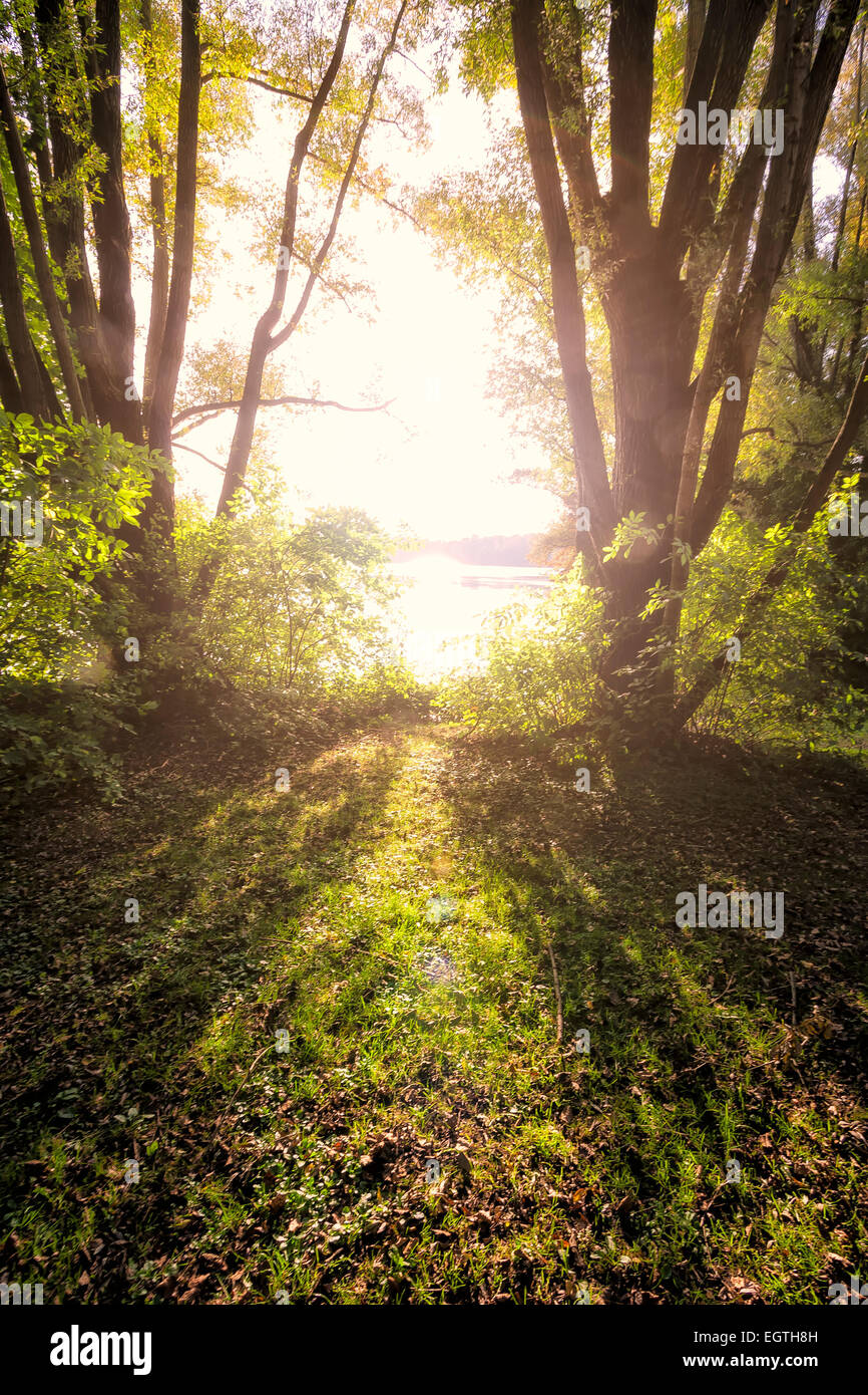 Sun Through Trees at Sunset Stock Photo - Alamy