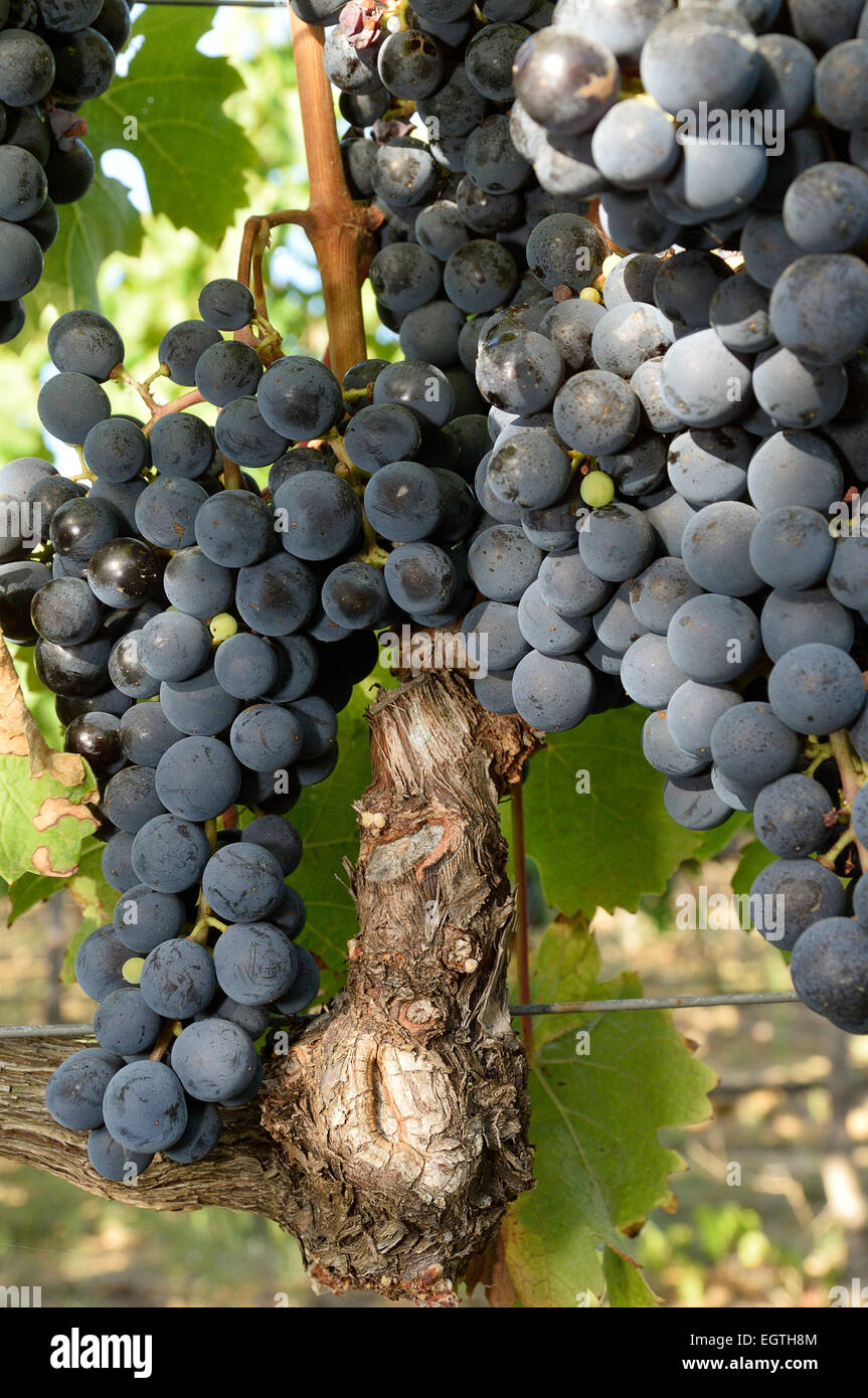 Pinotage vineyard hi-res stock photography and images - Alamy