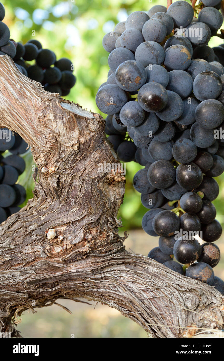Pinotage Grapes on the Vine Stock Photo - Alamy
