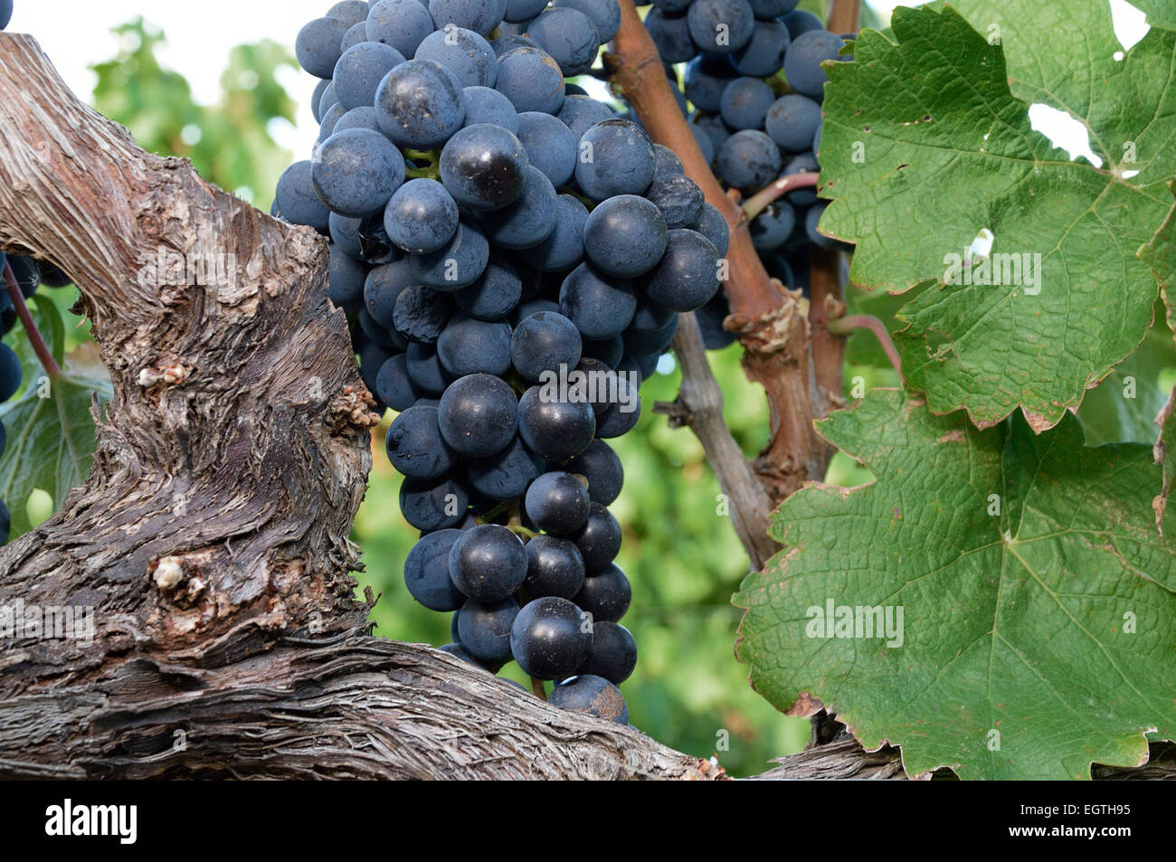 Pinotage vine hi-res stock photography and images - Alamy