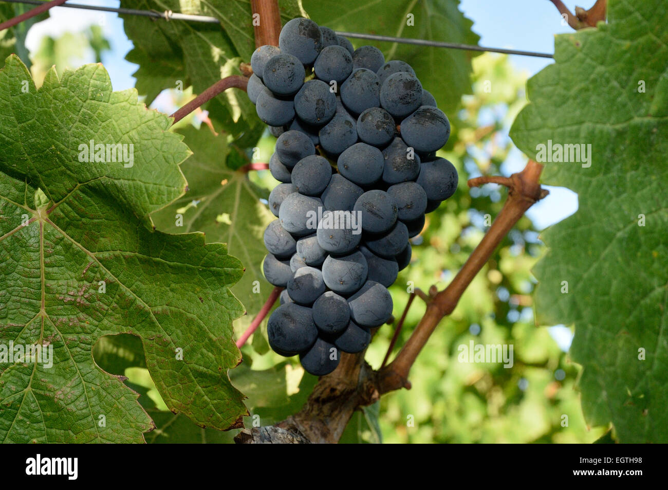 Pinotage Grapes on the Vine Stock Photo - Alamy