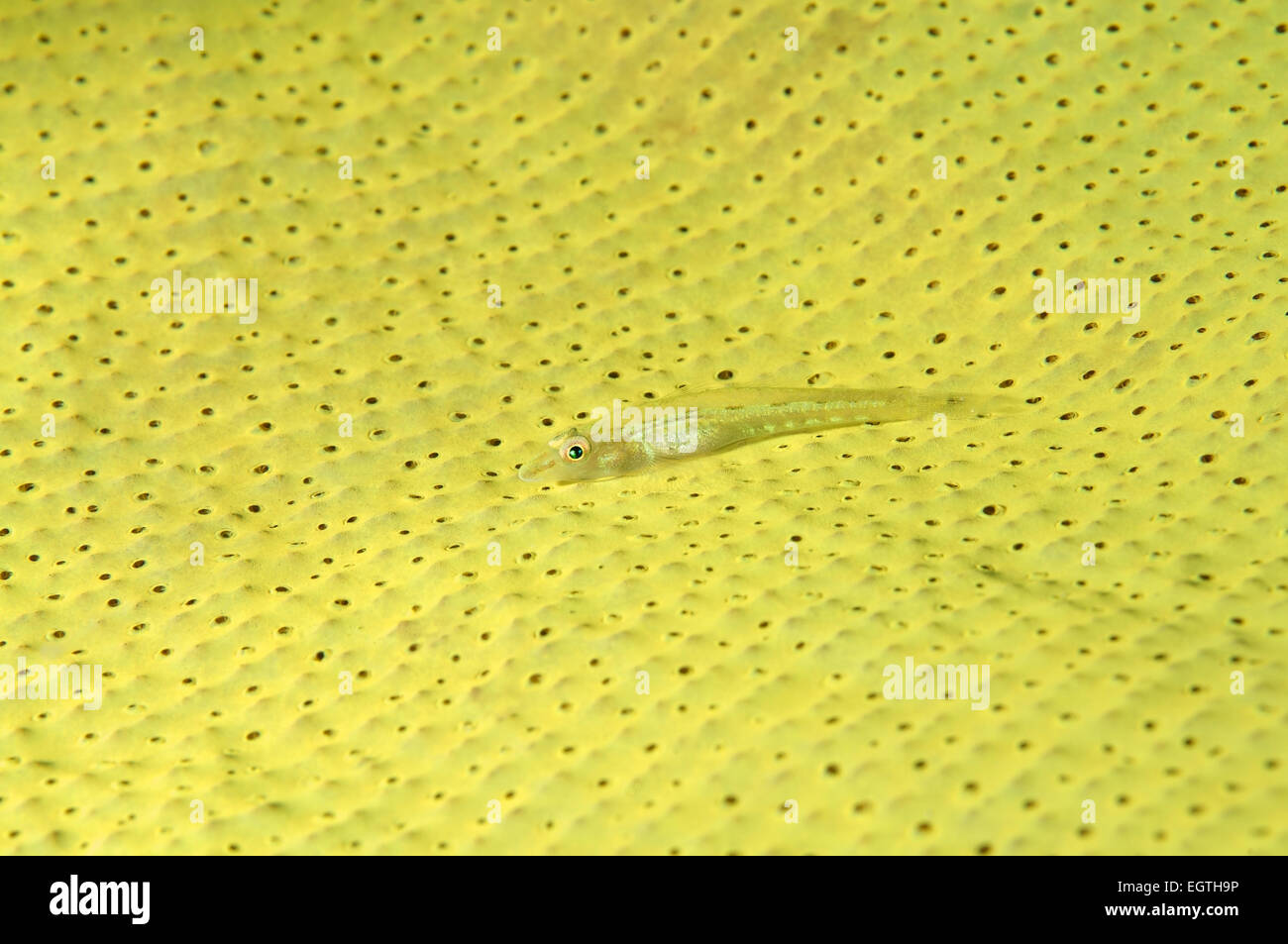 Large whip goby or White-line Seawhip Goby (Bryaninops amplus) Bohol ...