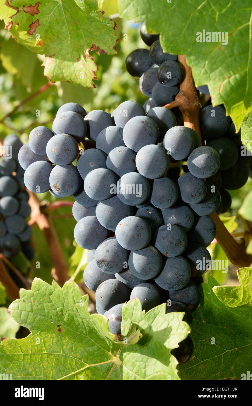 Pinotage grape south africa hi-res stock photography and images - Alamy
