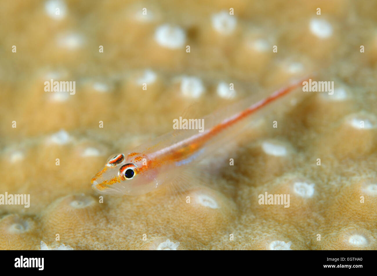 Large whip goby or White-line Seawhip Goby (Bryaninops amplus) Bohol ...