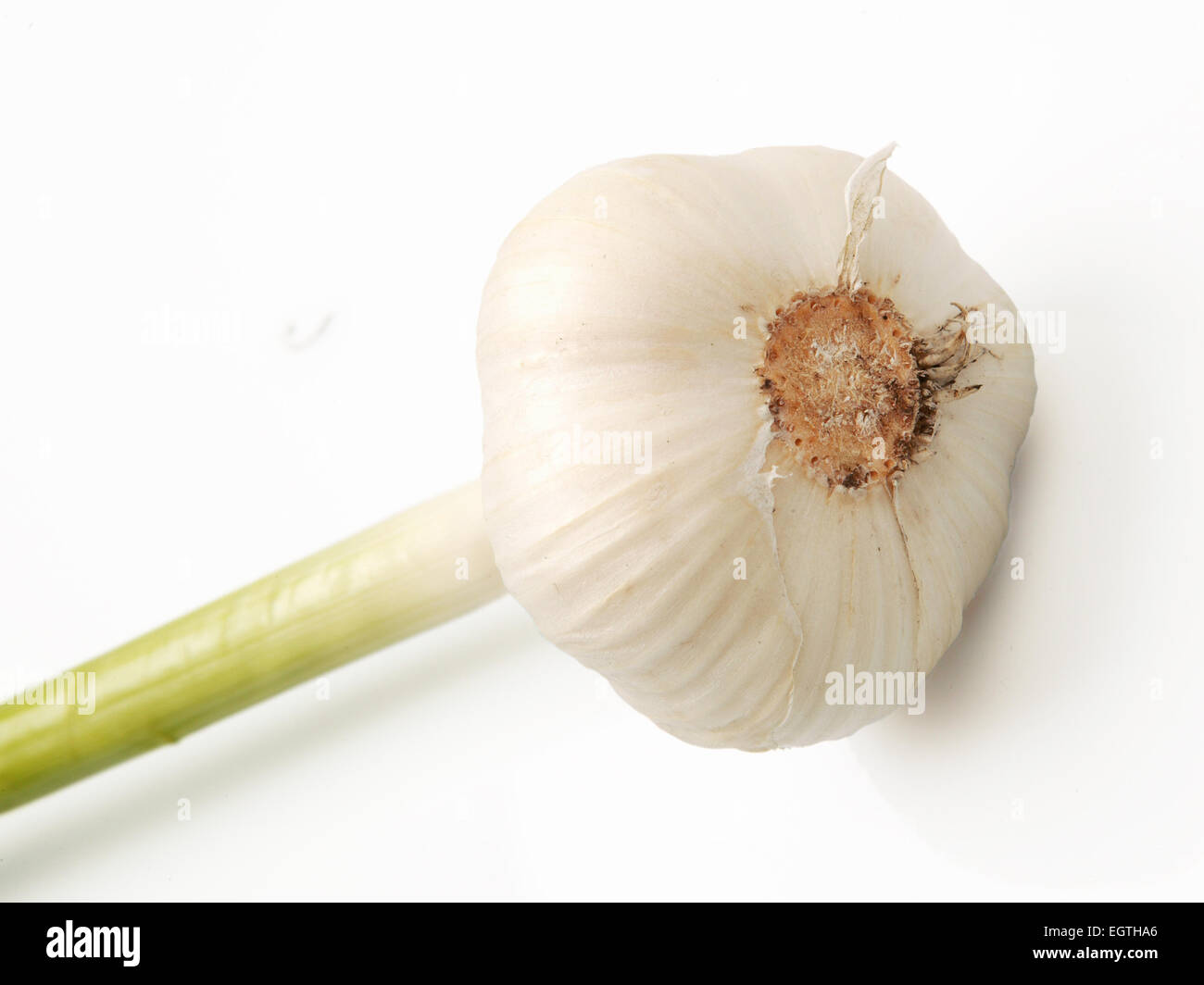 Single young garlic head against white background Stock Photo - Alamy