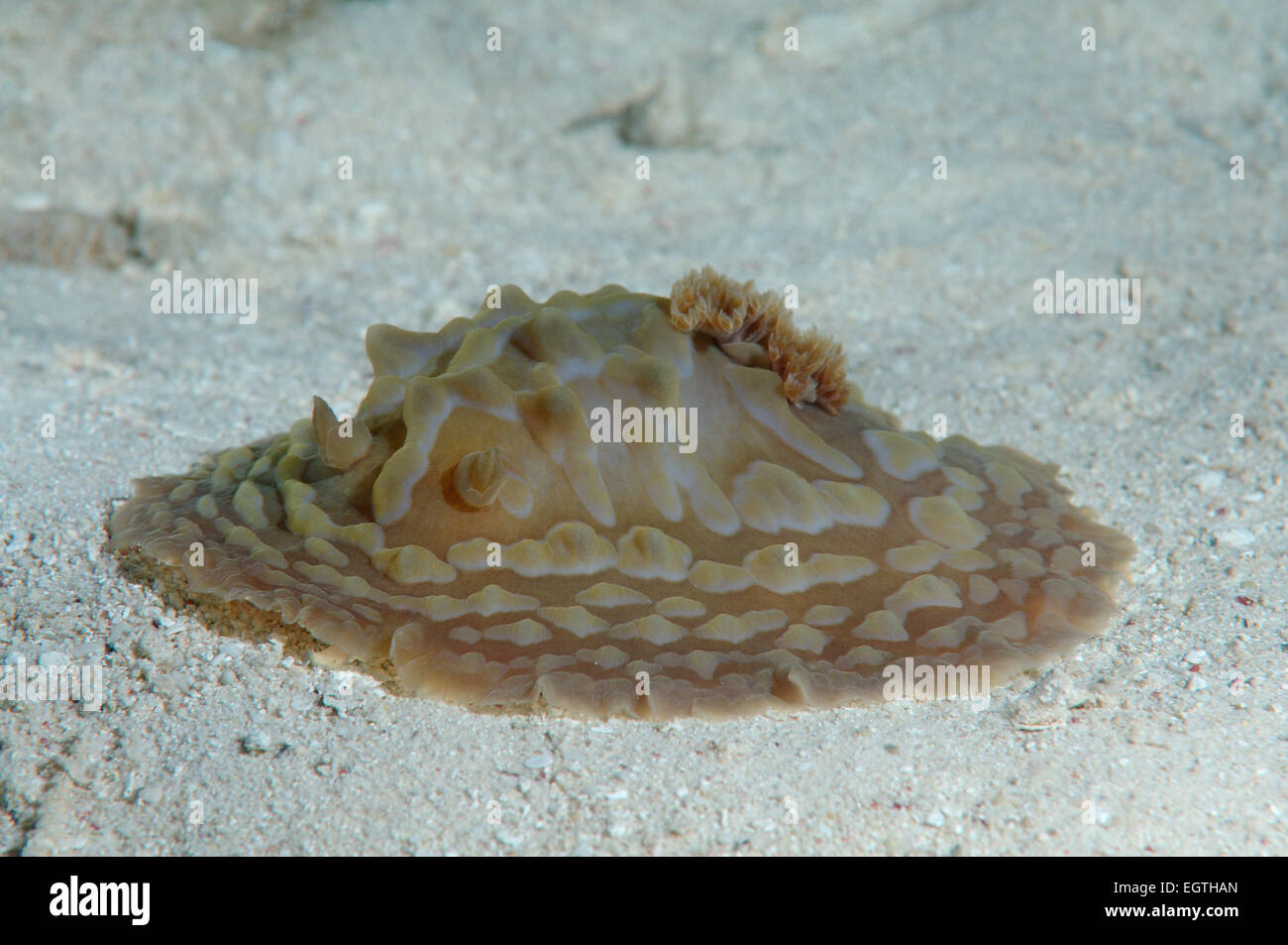 sea slug or dorid nudibranch (Asteronotus cespitosus) Bohol Sea, Cebu ...