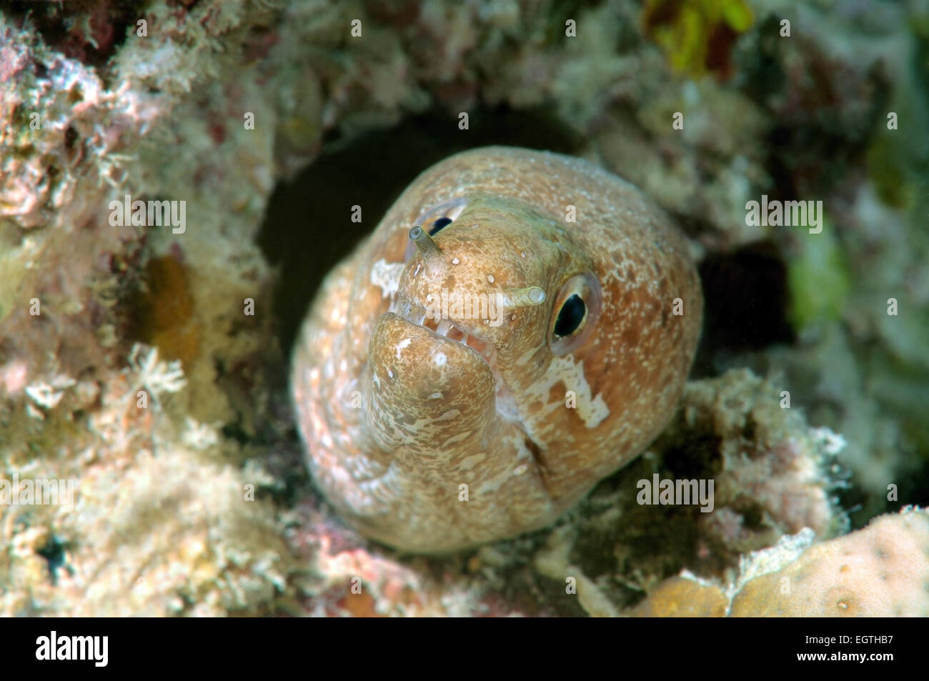 barred-fin moray, bar-tail moray, or zonipectis moray (Gymnothorax ...