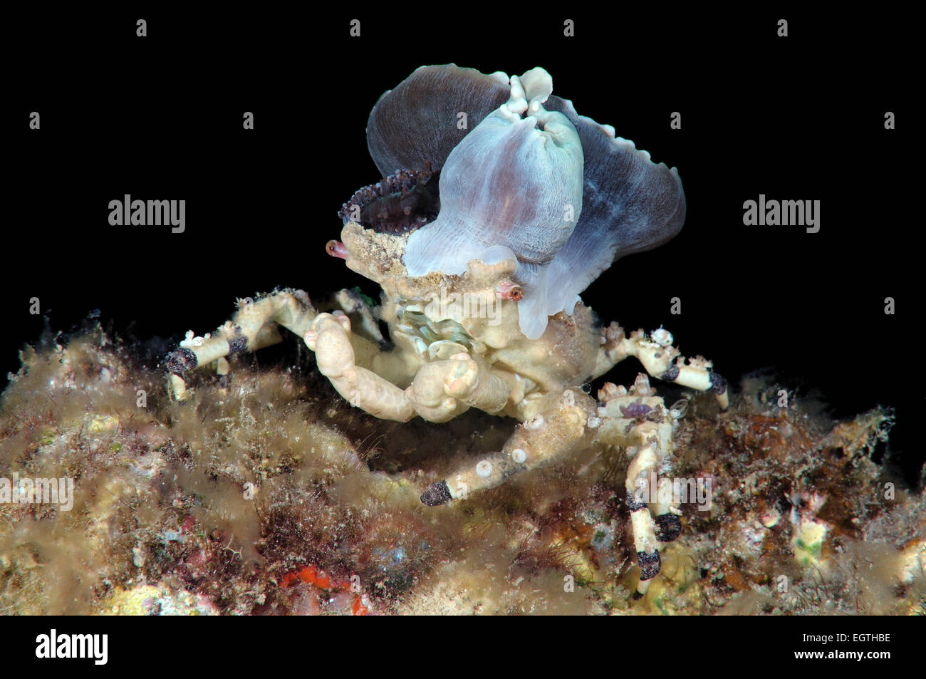 Decorator crab underwater hi-res stock photography and images - Alamy