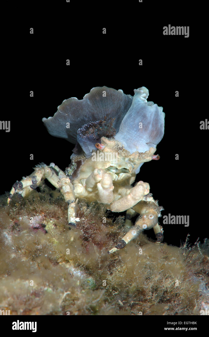 Corallimorph Decorator Crab (Cyclocoeloma tuberculata) with sea ...