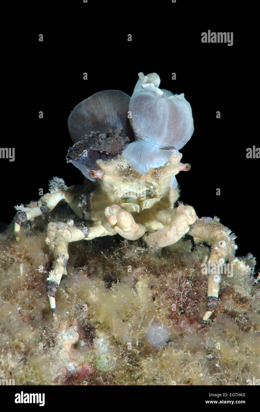 Corallimorph hi-res stock photography and images - Alamy