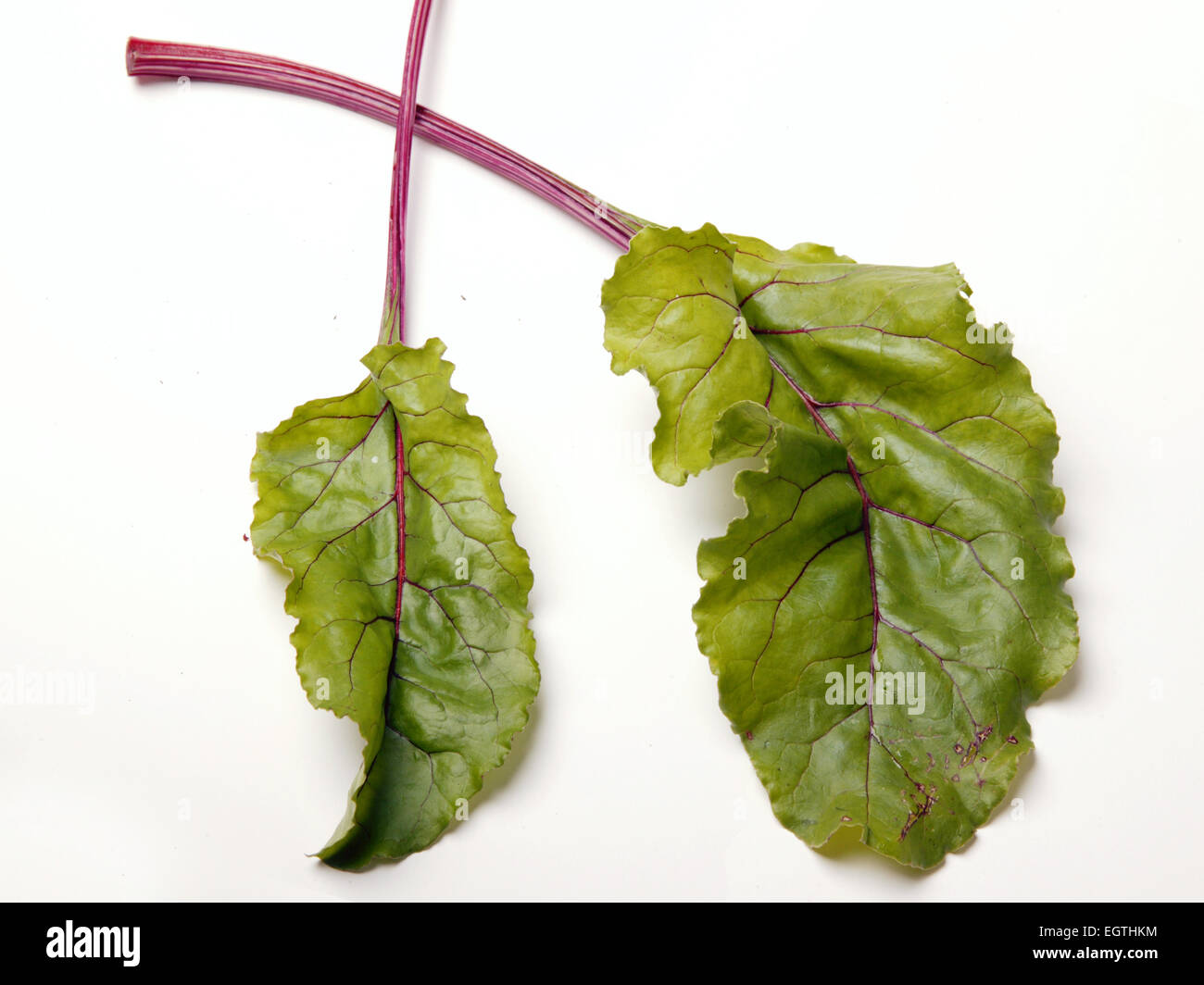 Two fresh beet leaves against white background Stock Photo - Alamy
