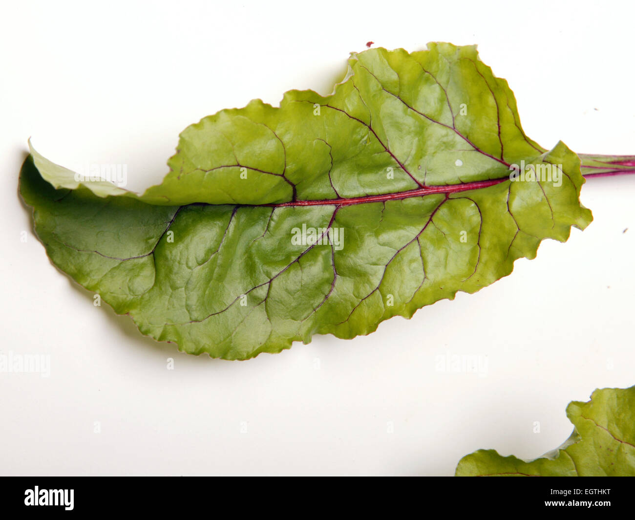 Two fresh beet leaves against white background Stock Photo - Alamy
