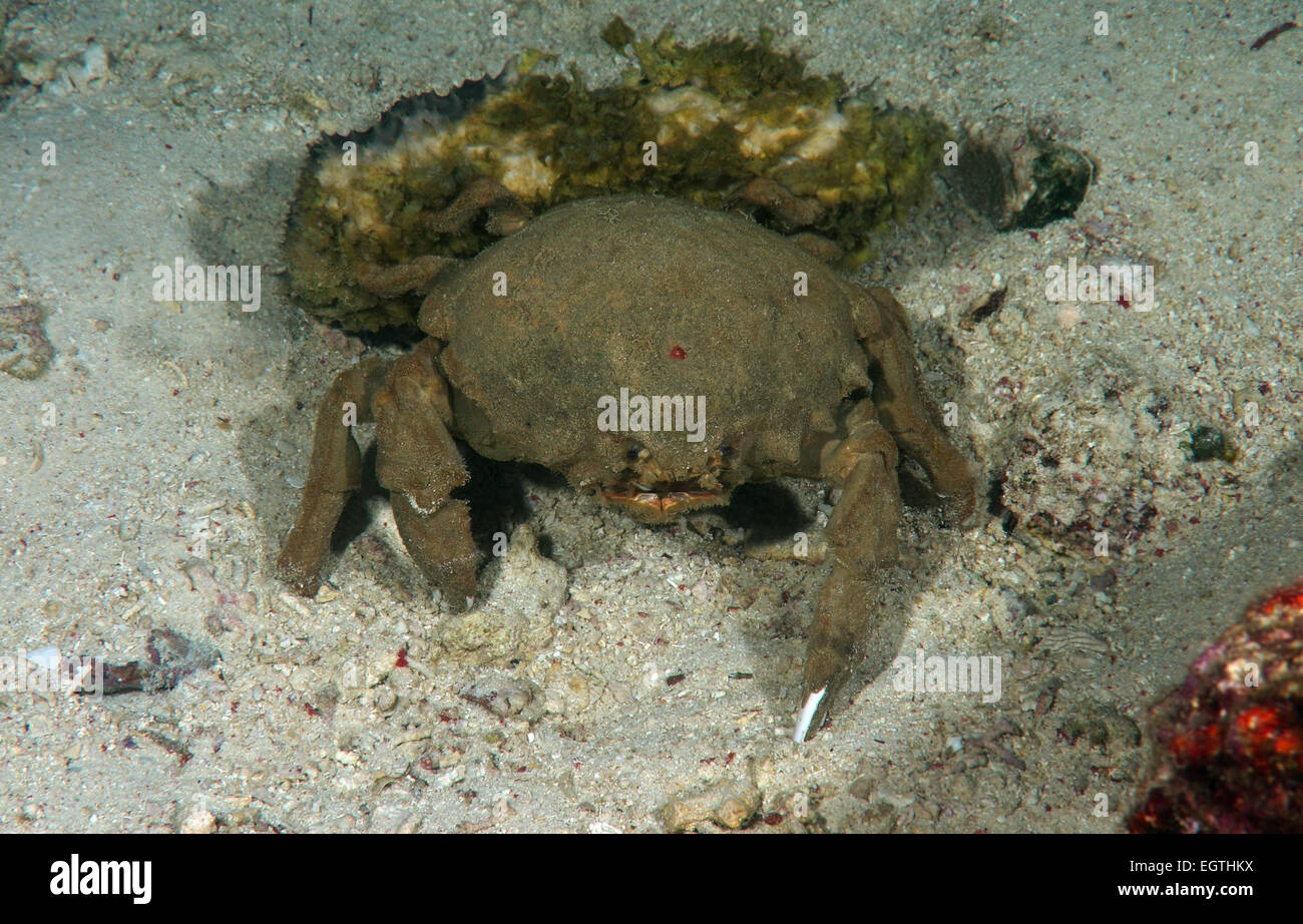 Sponge Carry Crab (Lauridromia dehaani) Shrimp, Bohol Sea, Philippines ...