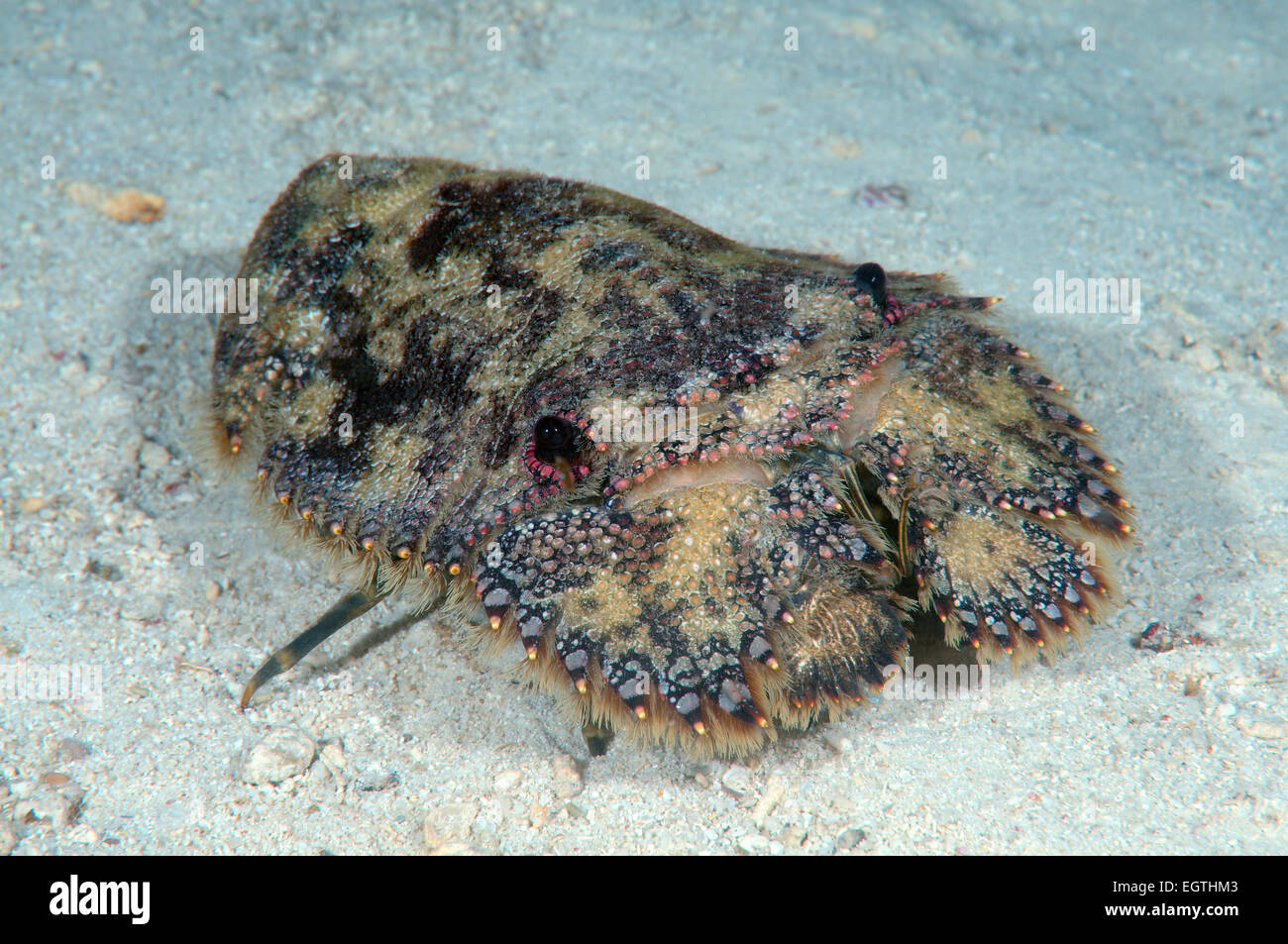 slipper lobster or sculptured mitten lobster (Parribacus antarcticus ...