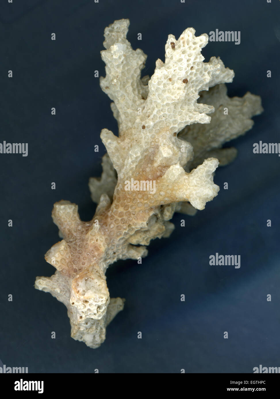 Branch of coral hi-res stock photography and images - Alamy