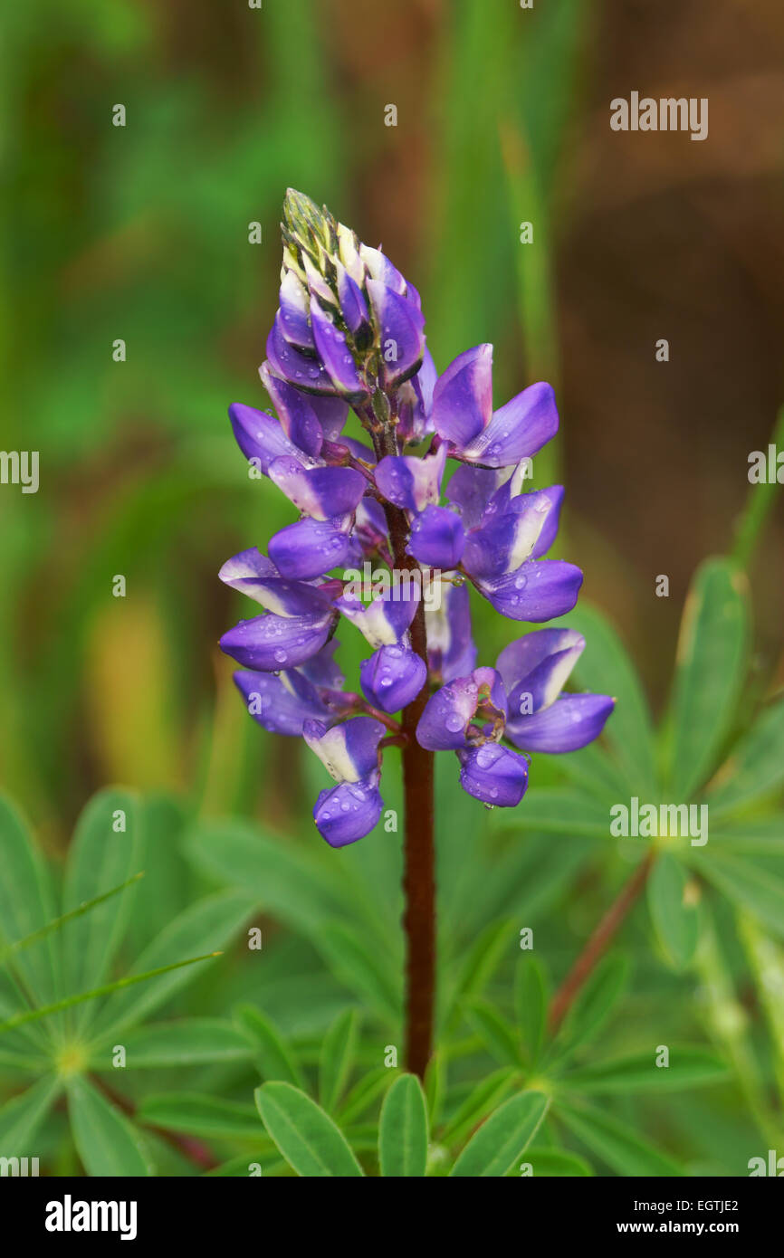 Purple Wild Flowers at Laguna Beach, California Stock Photo - Alamy