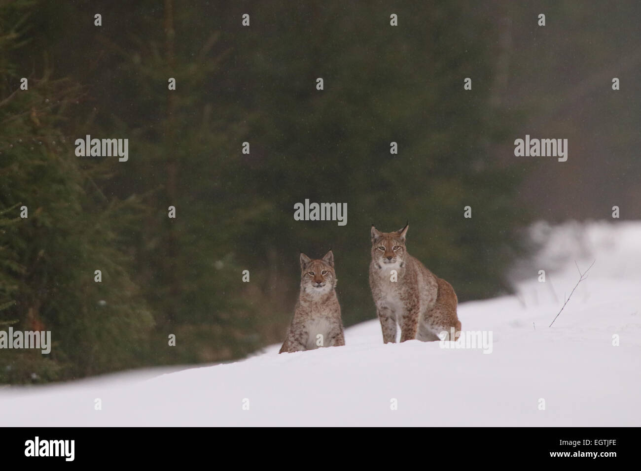 Wild and free elusive Lynx couple, Estonia, Europe Stock Photo - Alamy