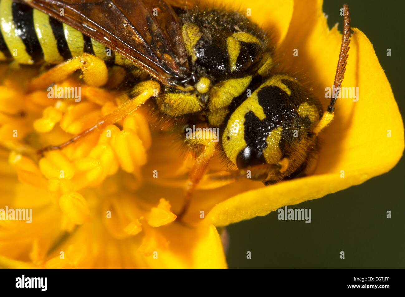Sleeping wasp hi-res stock photography and images - Alamy