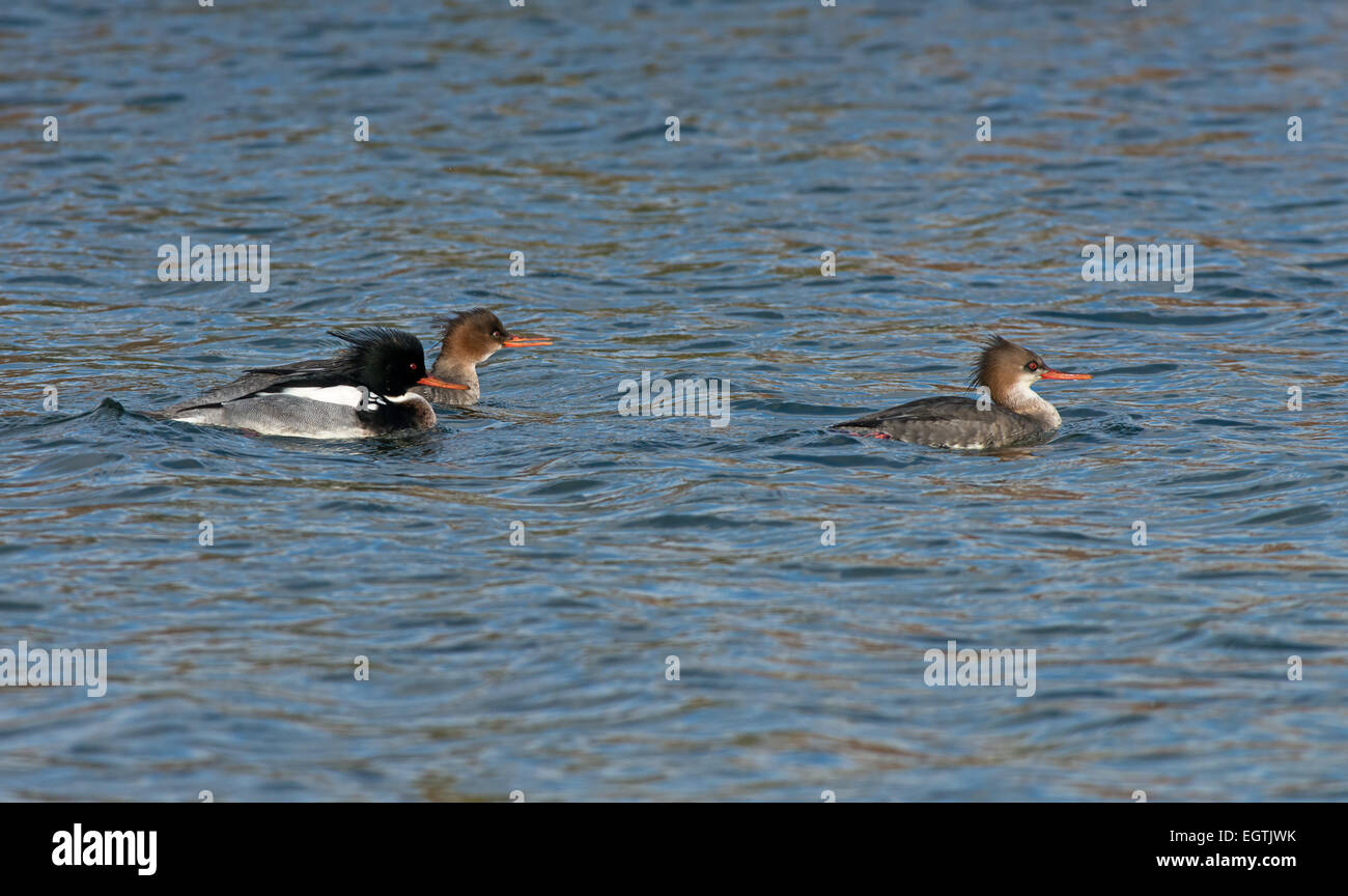 Mergansers female hi-res stock photography and images - Alamy