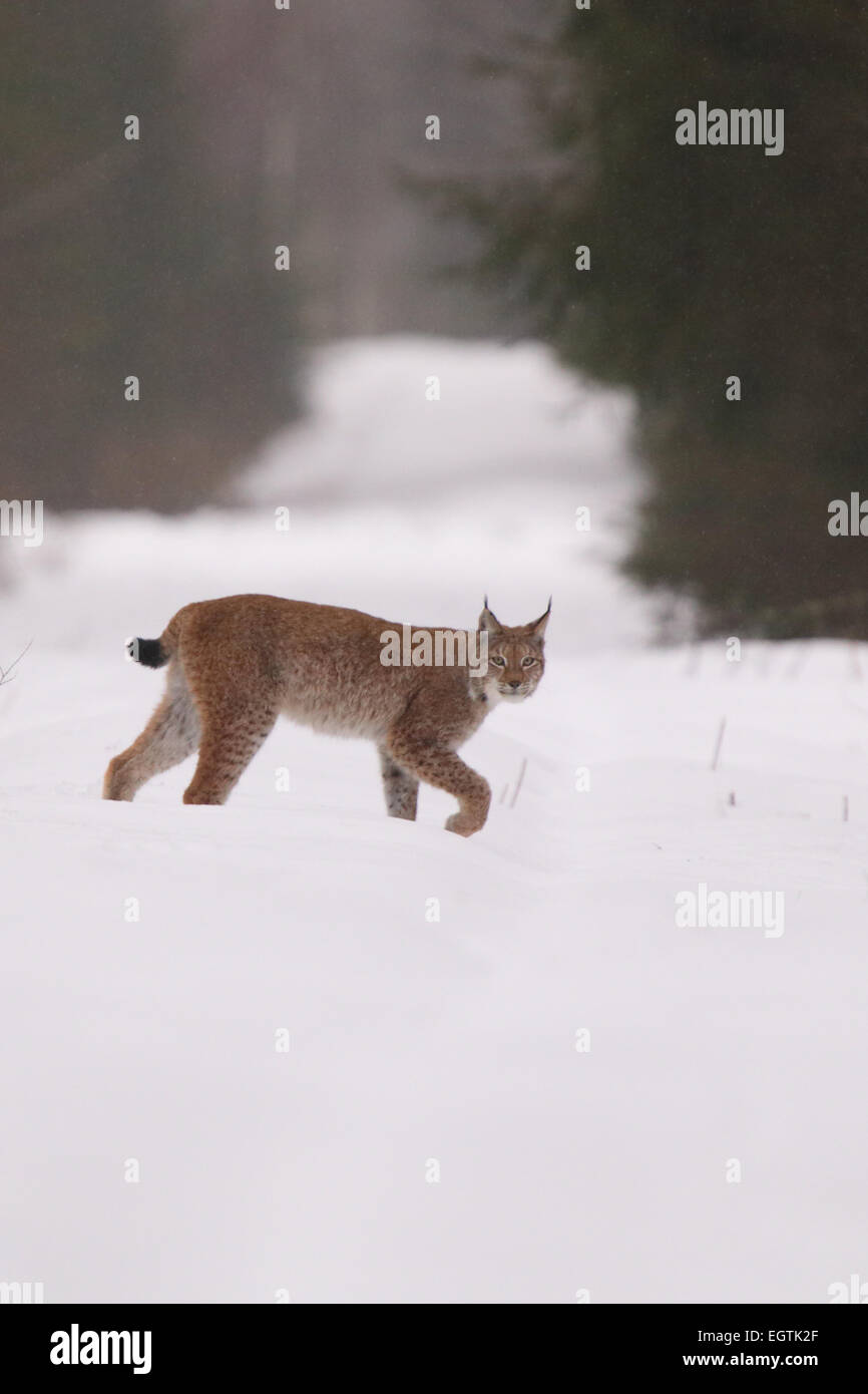 Wild and free elusive Lynx (Felis lynx), Estonia, Europe Stock Photo ...