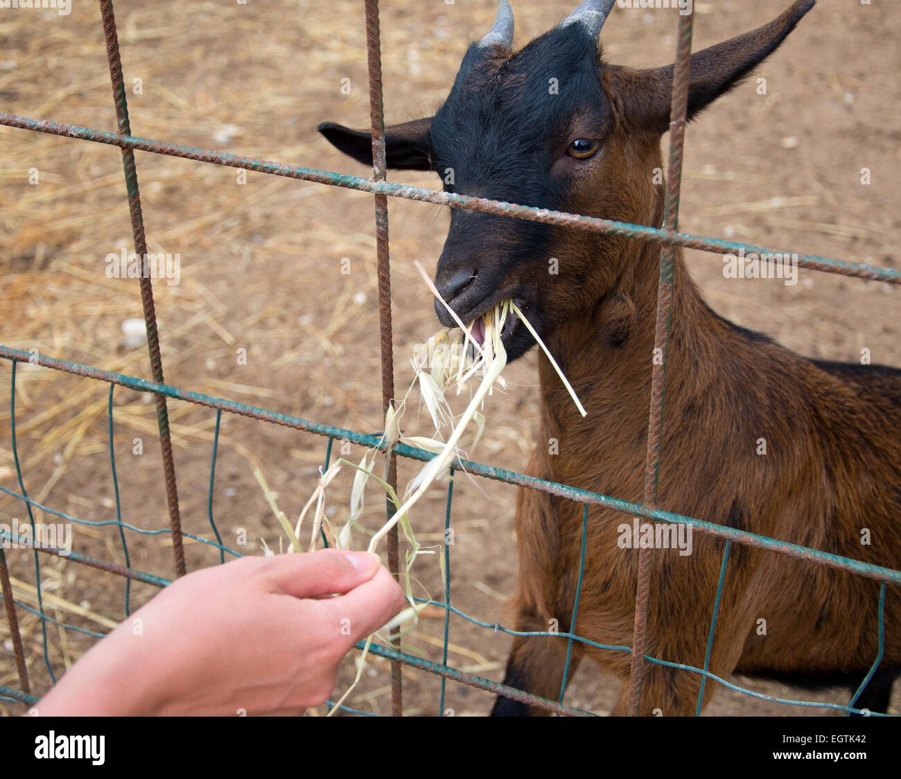 Woman Feeding Young Goat Outdoors High Resolution Stock Photography and ...