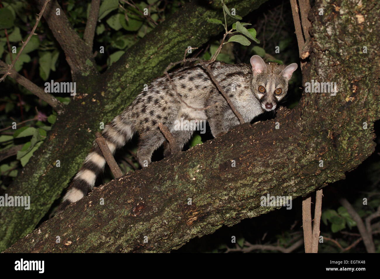 African large spotted genet hi-res stock photography and images - Alamy
