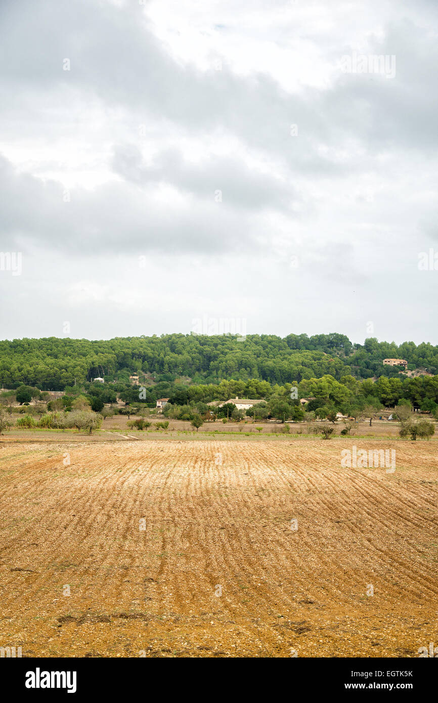 Portrait of field and forest landscape Stock Photo - Alamy