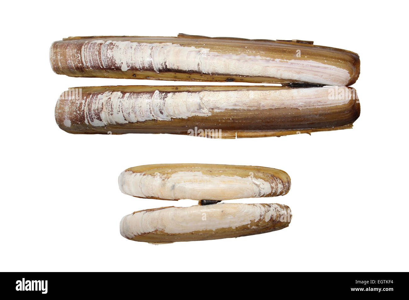 Comparison between Razorshell Ensis arcuatus (above) and Bean Razor ...