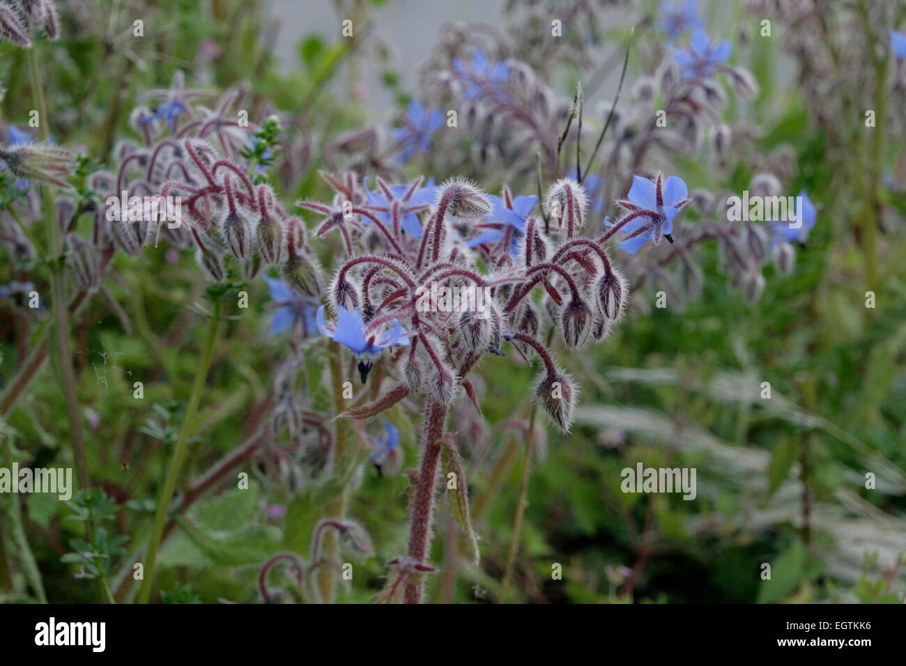 Country Borage Stock Photos & Country Borage Stock Images - Alamy